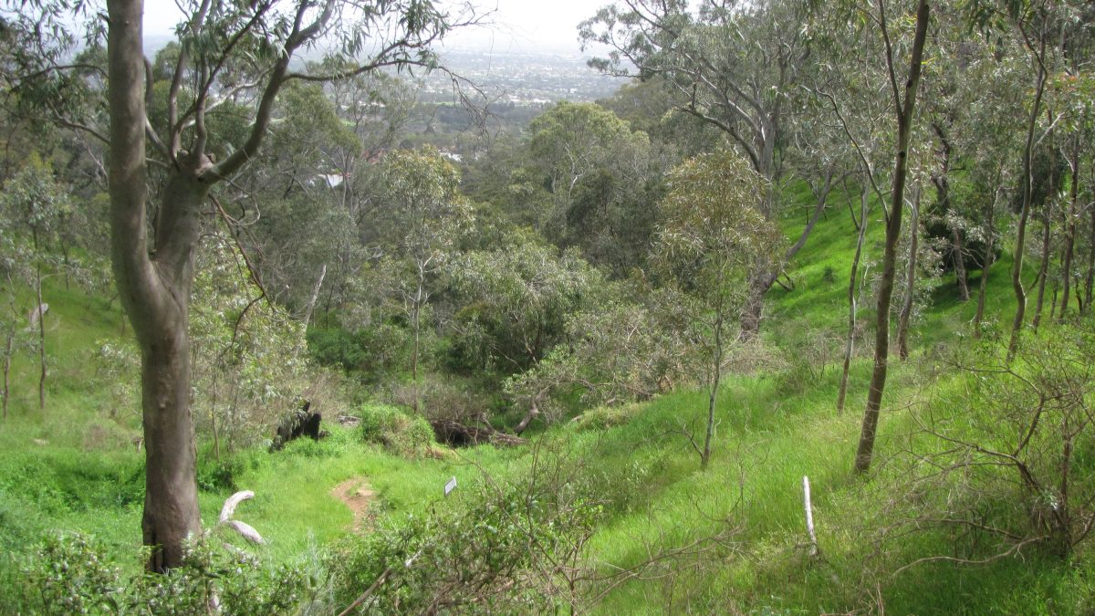A peaceful loop walk on Adelaide’s Yurrebilla Trail – Our Dusty Backroads